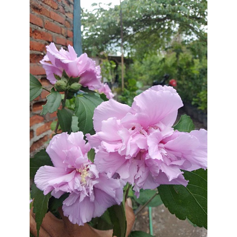 Jual bunga sepatu ungu tumpuk tanaman hias hidup | Shopee Indonesia