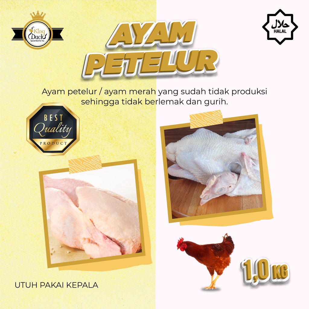 Jual AYAM PETELUR / MERAH (AFKIR) | Shopee Indonesia