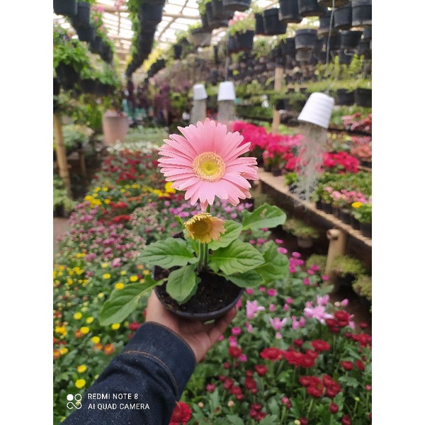 Jual Tanaman Hias Bunga Gerbera pot F1 import | Shopee Indonesia