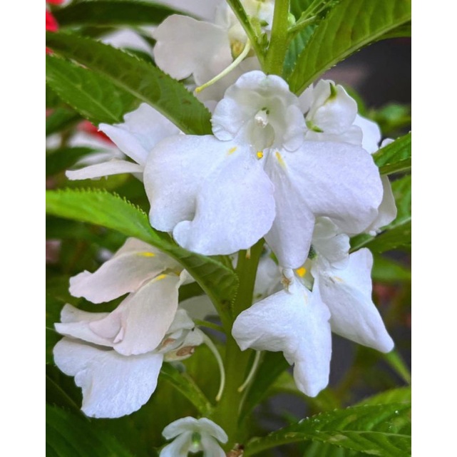 Pacar Air (Impatiens Balsamina): Pesona Warna Alami Dan Khasiat ...