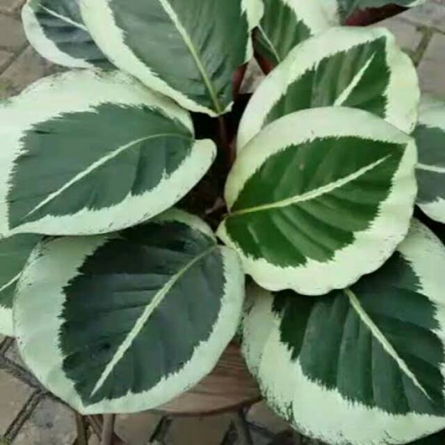 Jual EXO FLORA : Tanaman Hias Calathea Cynthia | Shopee Indonesia