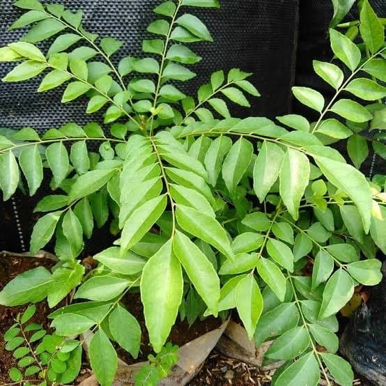 Jual Bibit tanaman daun kari/salam koja/Temurui wild curry leaves ...