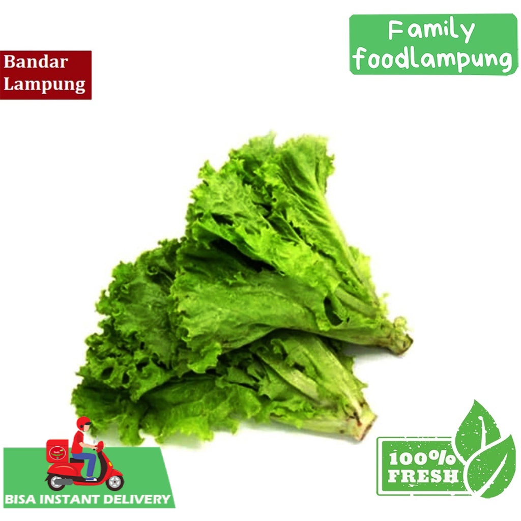 Jual Selada Organik Sayuran Segar Per Ikat Family Food Lampung | Shopee ...