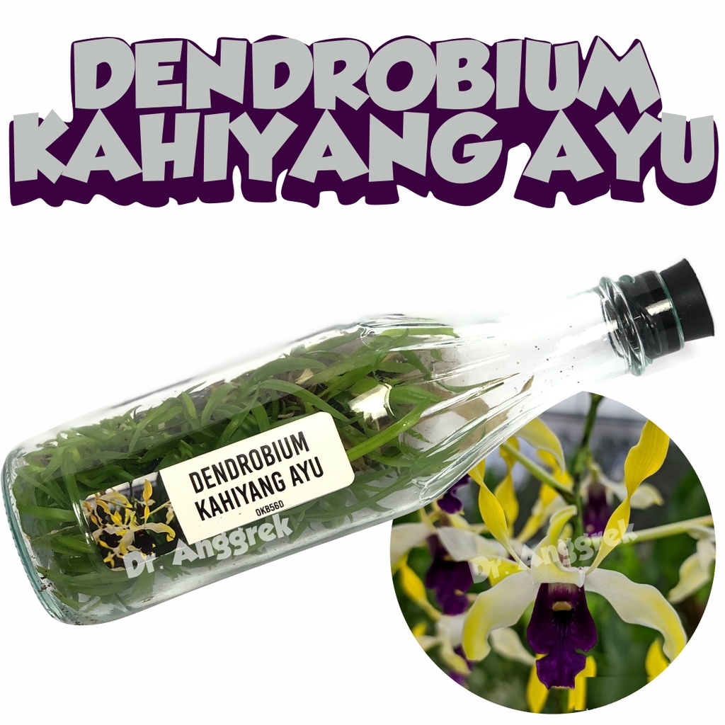 Jual Bibit Anggrek Dendrobium Dalam Botol Kahiyang Ayu | Shopee Indonesia