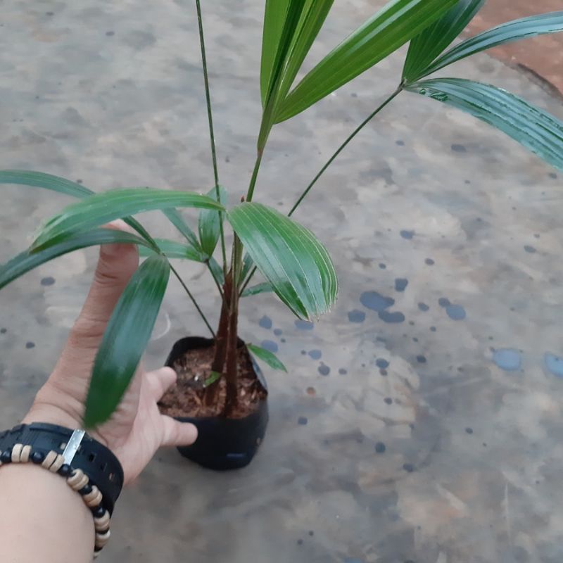 Jual Bibit pohon tanaman waregu palem waregu/ pohon Kawung aren mini ...