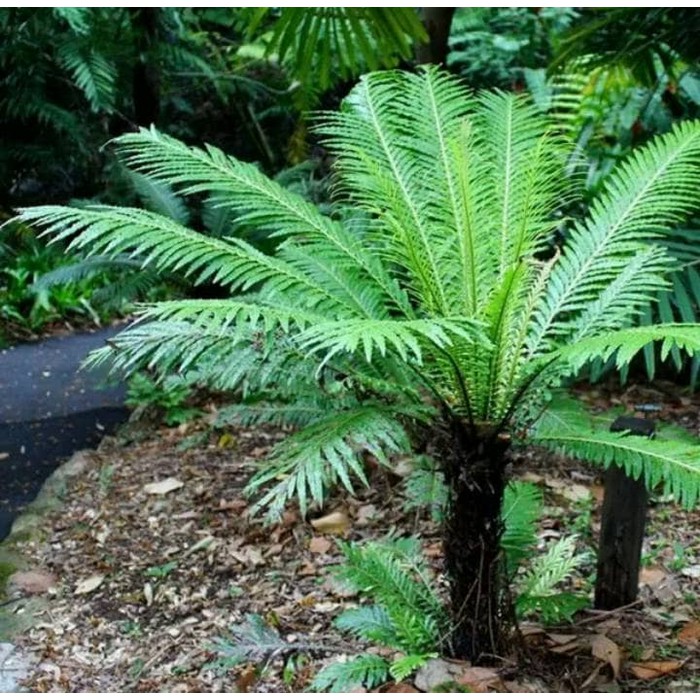 Jual Tanaman Hias Pakis Blechnum - Bibit Pohon Pakis Blechnum - Paku ...