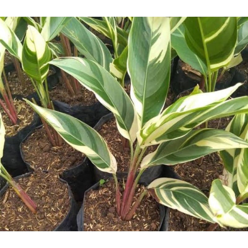Jual Tanaman Hias Pohon Pisang Hellconia Pisang Heloconia Varigata Tanaman Hias Shopee Indonesia