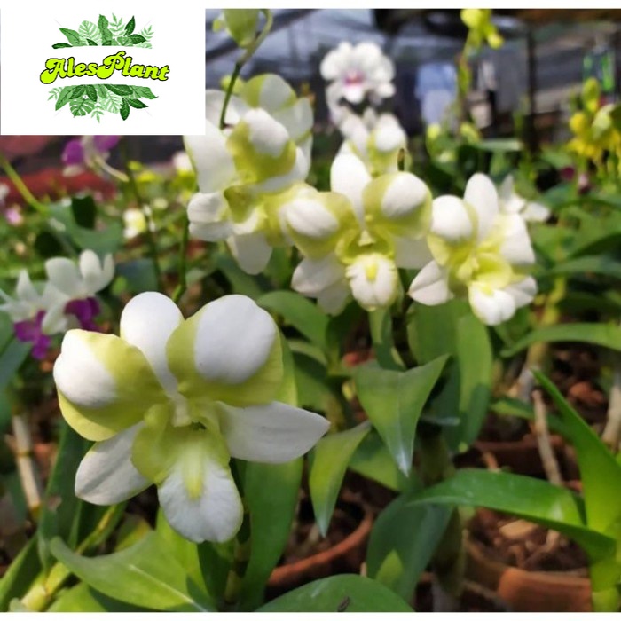 Jual COD!! Seedling Anggrek Dendrobium Liberty White (tanaman hidup ...