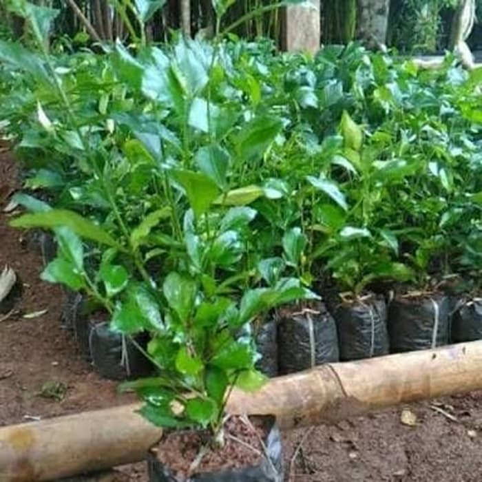 Jual bibit stek tanaman pagar tehtehan/tanaman pagar | Shopee Indonesia