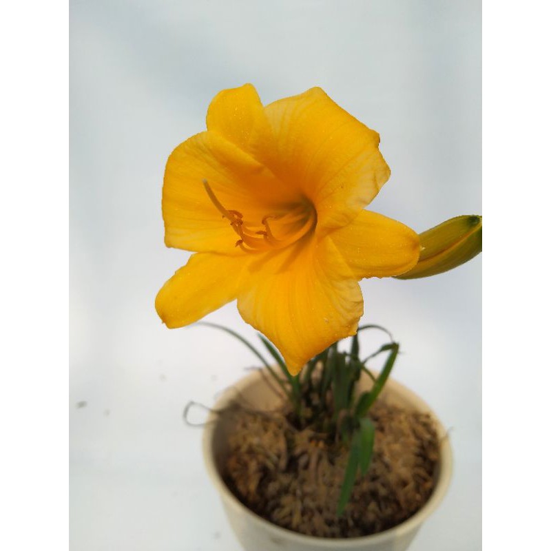 Jual bunga lili kuning / hemerocallis lilioas phodelus | Shopee Indonesia