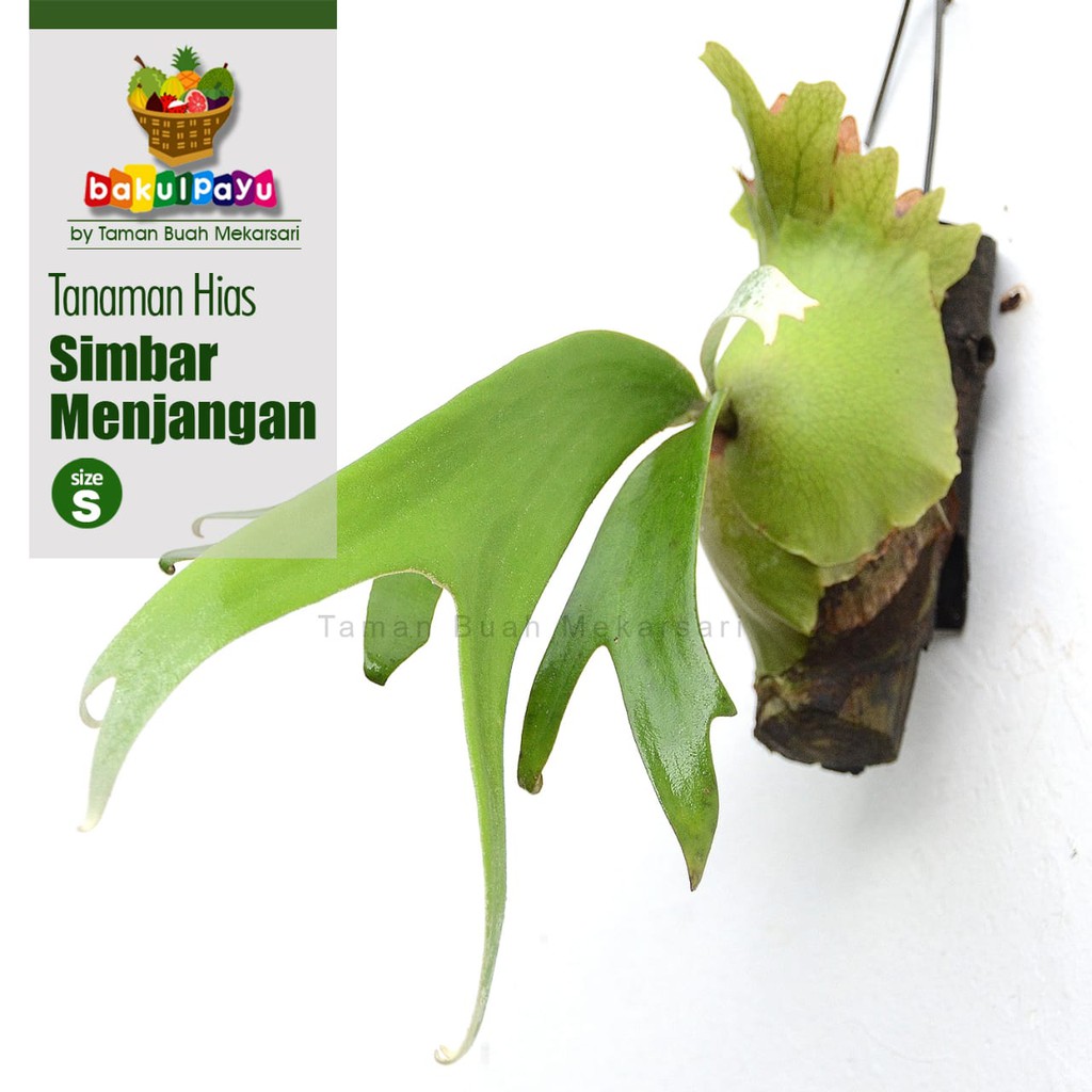 Jual Tanaman Hias Simbar Menjangan | Shopee Indonesia