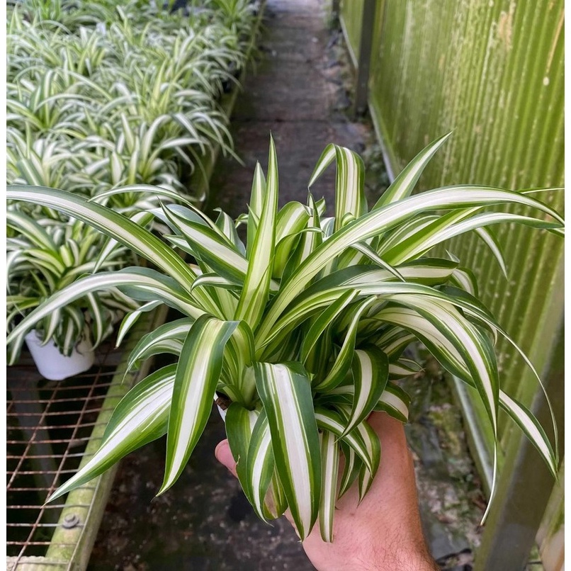 Jual Bunga Spider Plant Lili Paris ( Tanaman Hias Spider Plant ) Murah ...