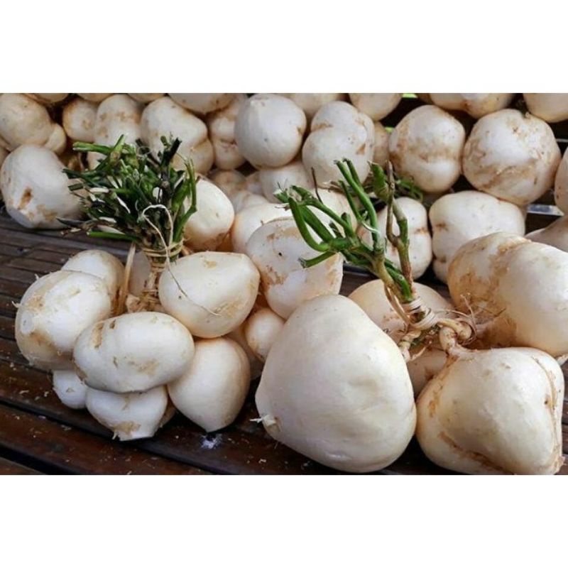 Jual Benih bengkoang kualitas super dan unggul 100++ | Shopee Indonesia