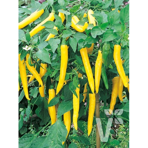 Jual Biji Cabe Kuning Yellow Long Pepper - Bibit Tanaman Cabe Kuning ...