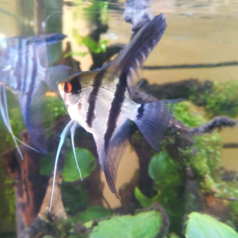 Jual IKAN HIAS MANFISH ALTUM SIZE M | Shopee Indonesia