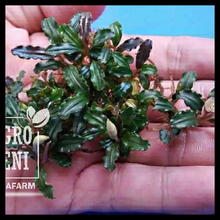 Jual BUCEPHALANDRA BROWNIE PHANTOM CLUMP - TANAMAN HIAS AQUASCAPE ...