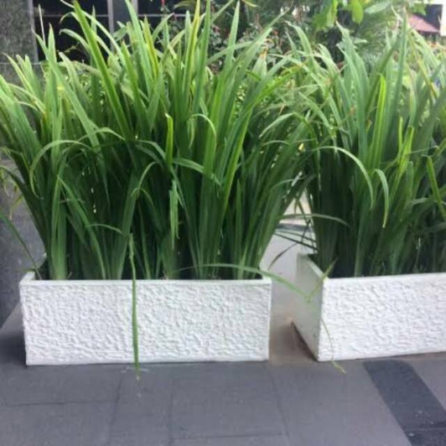 Jual Pohon Bunga airis, bunga iris kuning, tanaman hias murah | Shopee ...