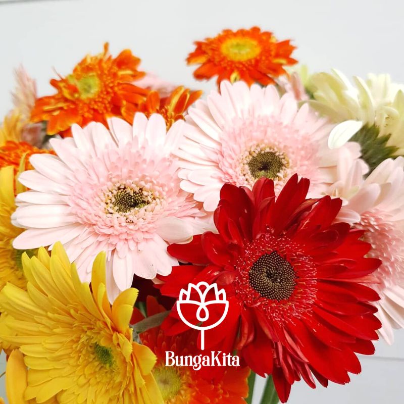 Jual Paket 10 bibit tanaman hias Gerbera Hebras bunga campur warna ...