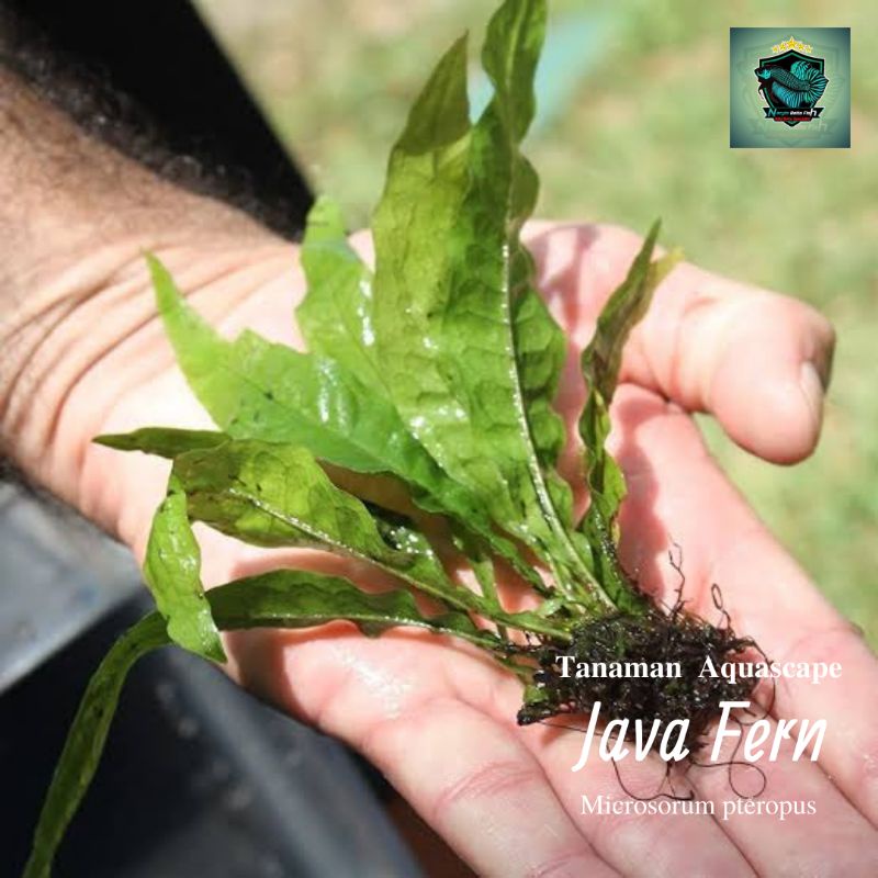 Jual Tanaman Air aquascape Java Fern/Java Fern windelove/Kadaka ...