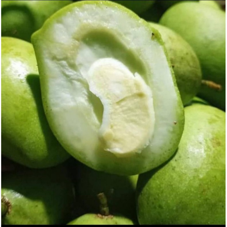 Jual Mangga muda telor belah biji fresh | Shopee Indonesia