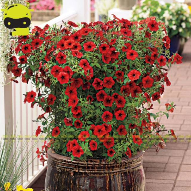 Jual Biji Bunga Petunia 'Magic' Red Velour Petunia Flower Seed (Isi 10 ...