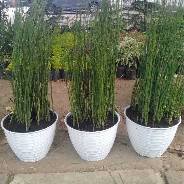 Jual Bambu air dalam pot tawon 27cm | Shopee Indonesia