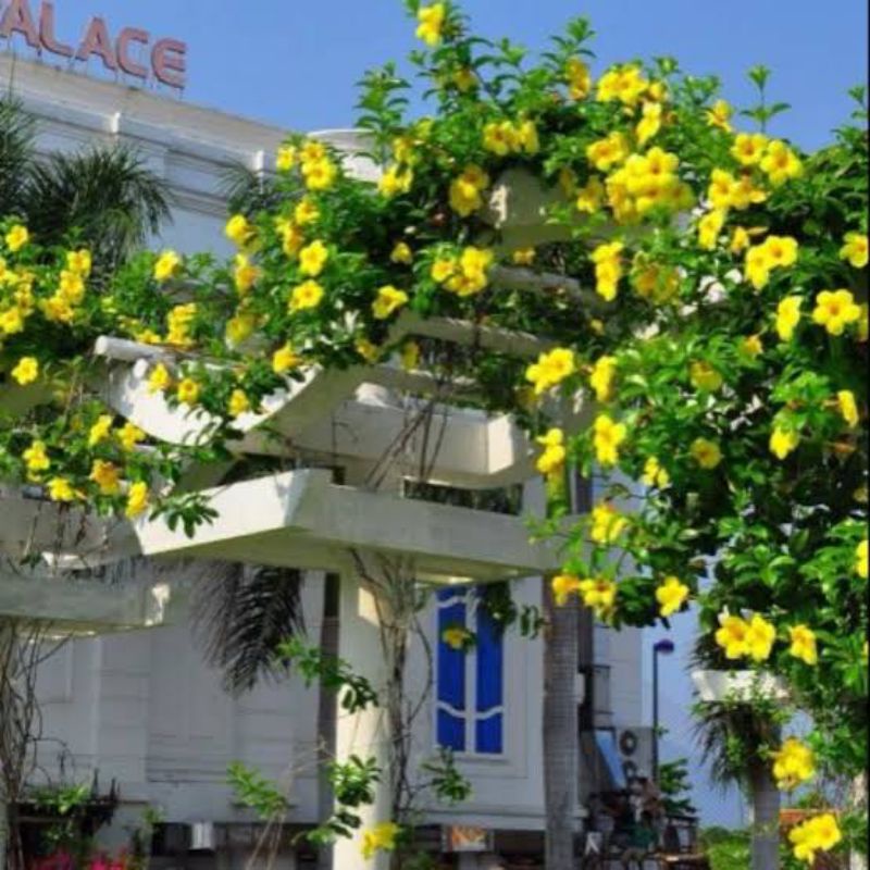 Jual bibit tanaman alamanda bunga terompet kuning | Shopee Indonesia