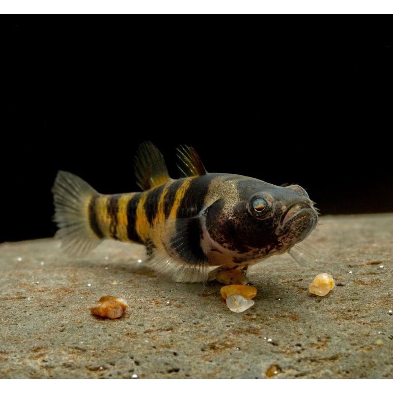 Jual goby tiger bumblebee / ikan gobi aquascape | Shopee Indonesia