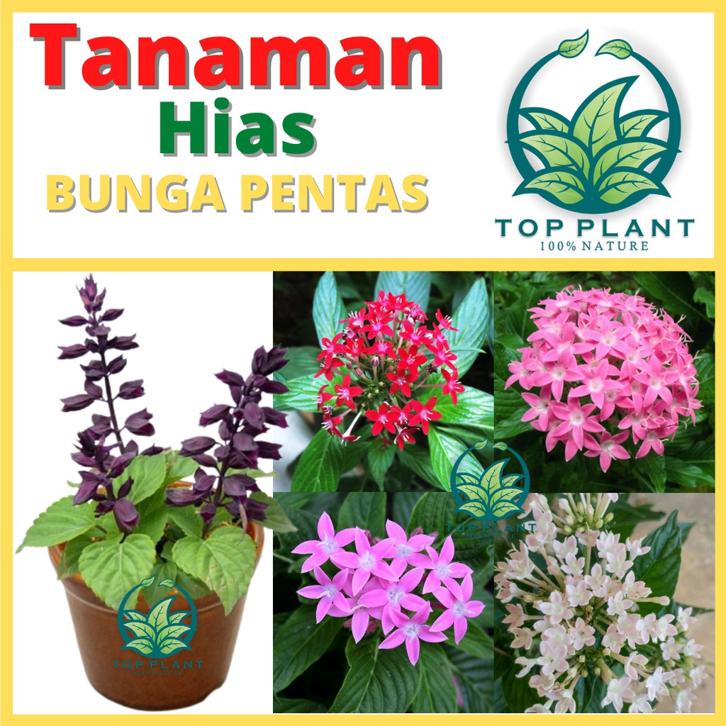 Jual Tanaman Hias Verena Merah ( (Pentas lanceolata) )- Bunga Pentas ...