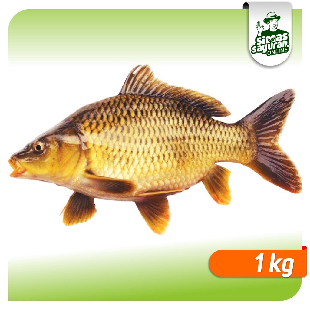 Jual Ikan Mas Tombro Bersih 1 kg | Shopee Indonesia