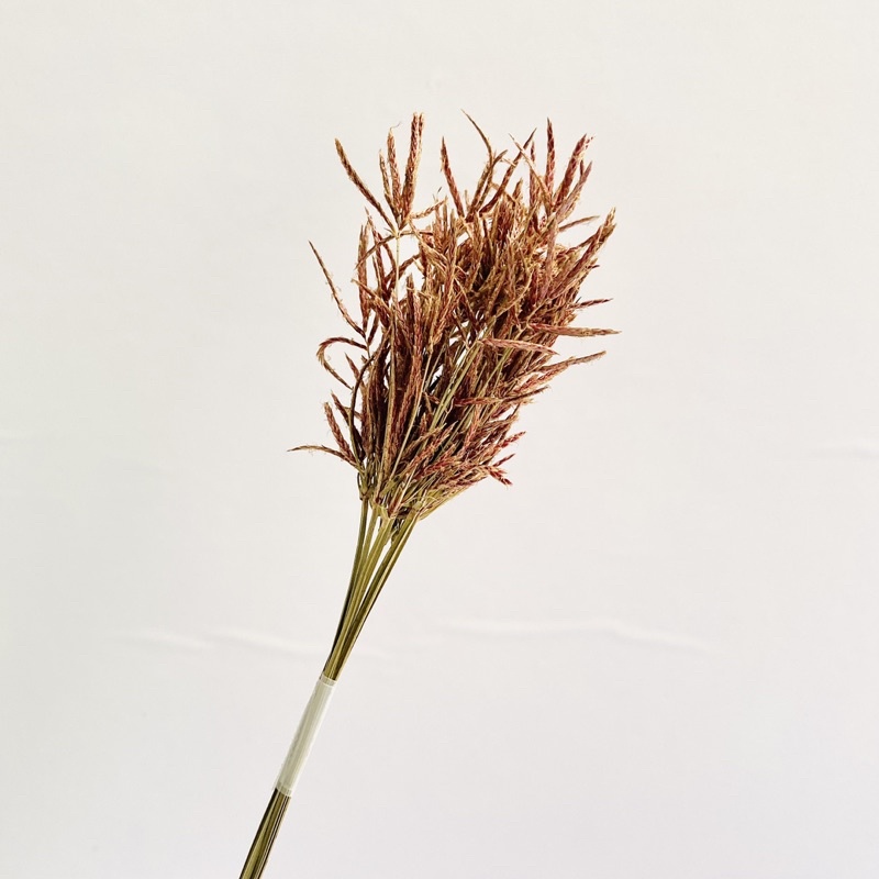 Jual Dried flower / bunga kering Cyperus Rotundus /Rumput teki | Shopee ...