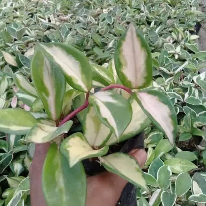 Jual PROMO! tanaman hias coya cornosa variegata | Shopee Indonesia