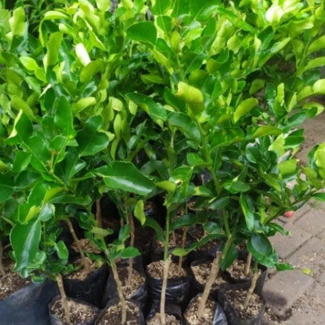 Jual Joss Pohon Jeruk Purut 50 Cm Okulasi Bibit Tanaman Pohon Daun