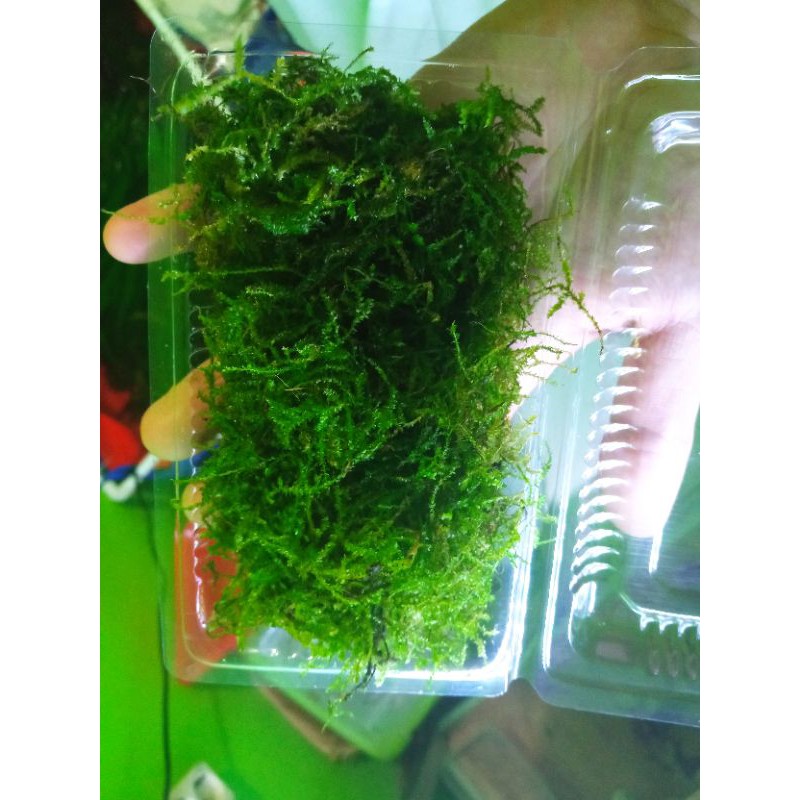 Jual Java Moss Full air (Tanaman Aquascape tanpa co2) promo beli 5 gratis 1 | Shopee Indonesia
