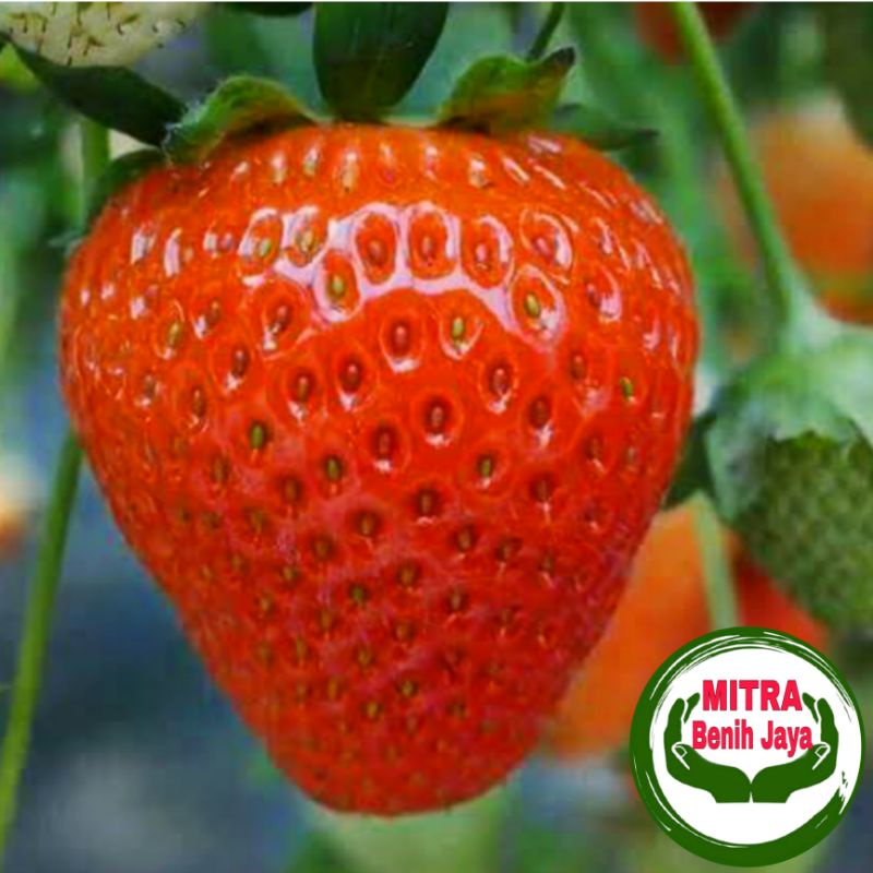 Jual 5 Biji Buah Strawberry Merah Merona California Unggulan / Benih ...