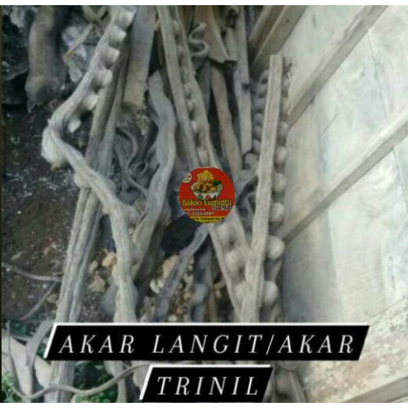 Jual 1 meter Kayu/akar trinil , akar langit Jumbo , akar , kayu hiasan ...