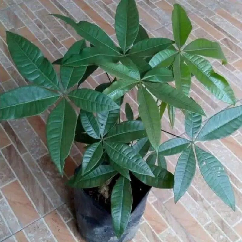 Jual Bibit Tanaman Pacira Money Tre - Tanaman Keberuntungan - Tanaman ...