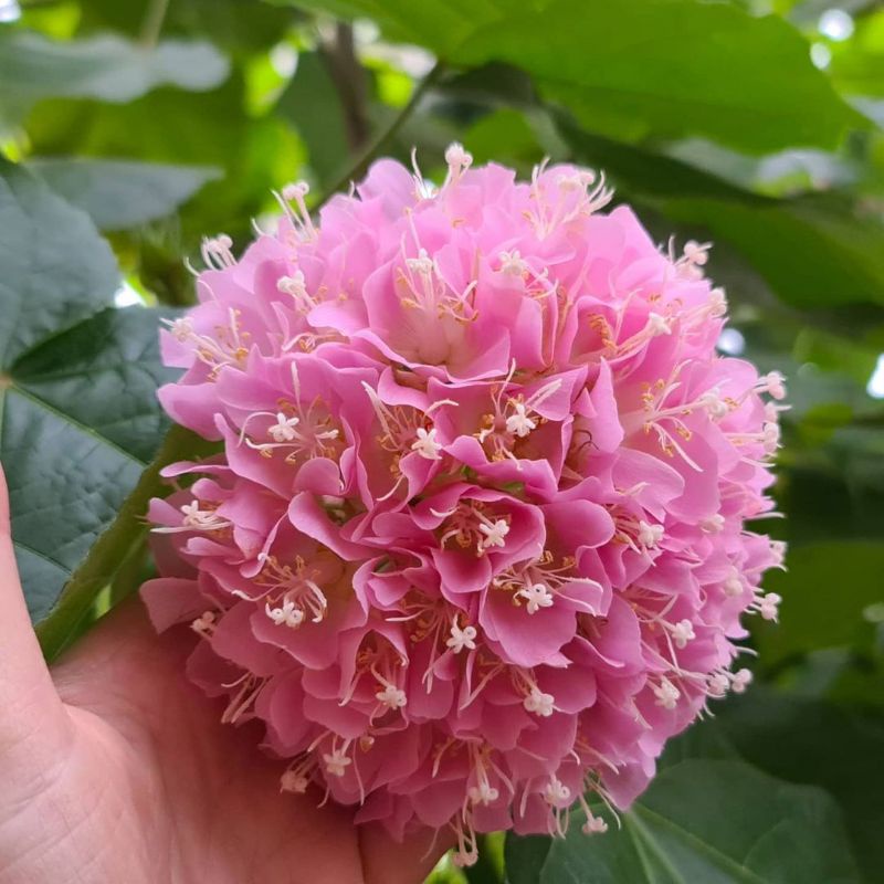 Jual Bunga Dombeya Cayeuxii pakan lebah | Shopee Indonesia