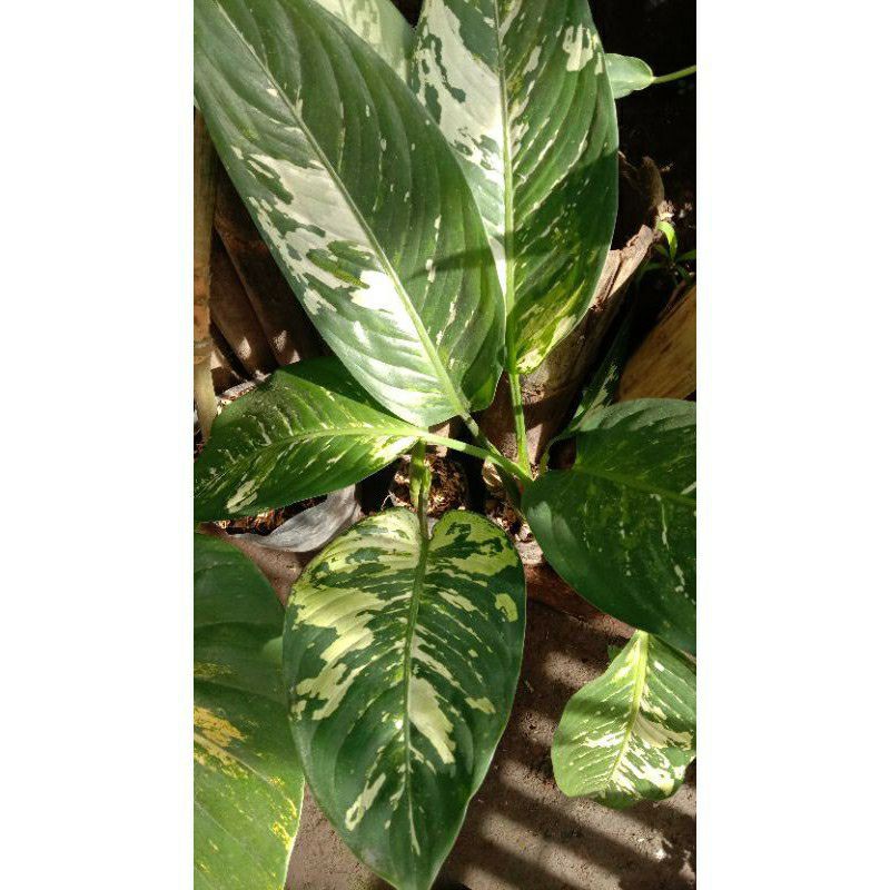 Jual tanaman hias diven varigata | Shopee Indonesia