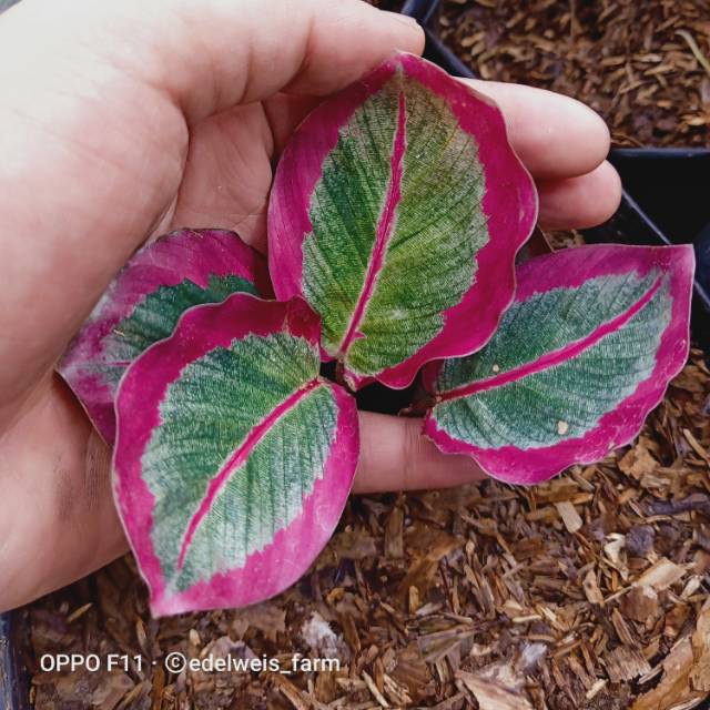 Jual TANAMAN HIAS CALATHEA CYNTHIA PINK | Shopee Indonesia