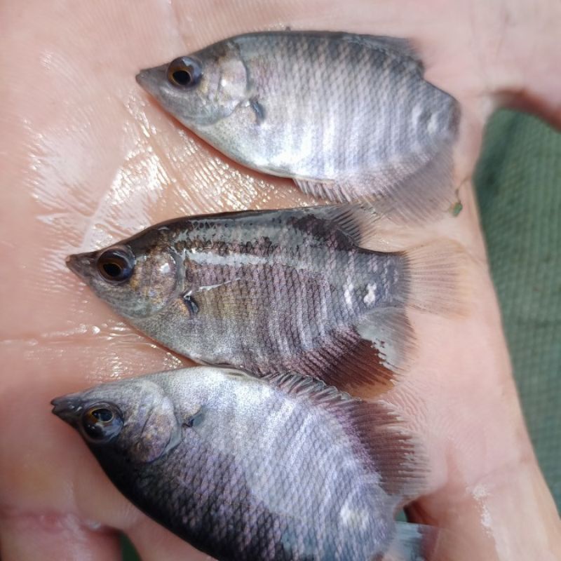 Jual Ikan Gurame Soang ( Bibit ) | Shopee Indonesia