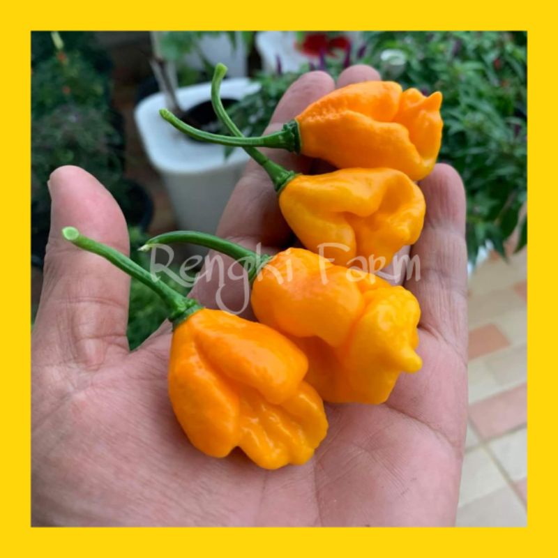 Jual Buah Cabai APPOCALYPSE ORANGE (buah) | Shopee Indonesia