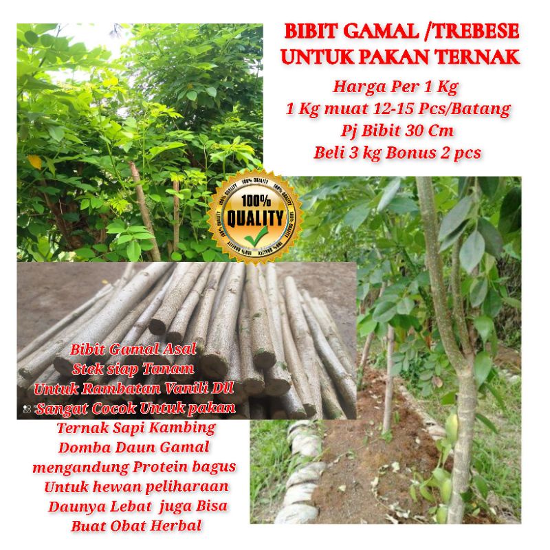 Jual BIBIT GAMAL / TREBESE UNTUK PAKAN TERNAK 1 KG ISI 12-15 PCS ...