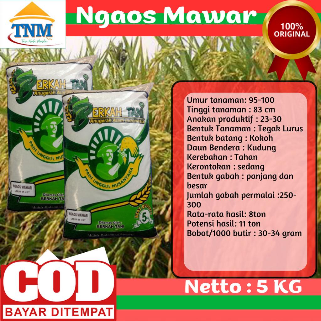Jual Biji Padi Unggul Ngaos Mawar 5KG | Shopee Indonesia
