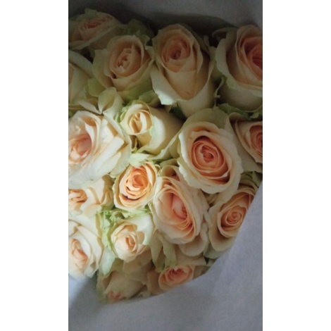 Jual Bunga mawar peach (bunga potong segar) | Shopee Indonesia