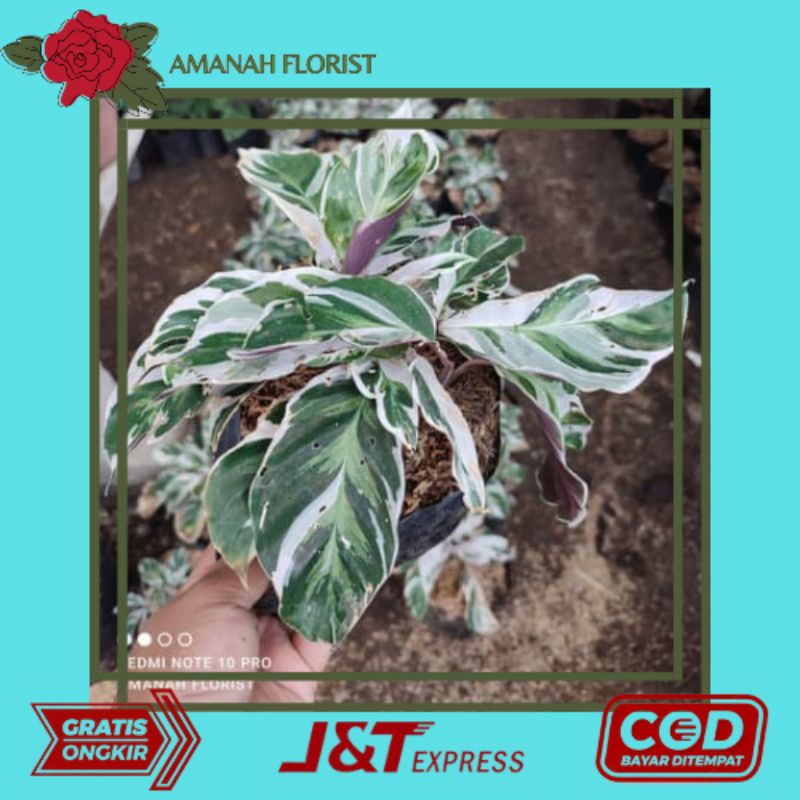 Jual Bunga Kalatea Tisu Tanaman Hias Calathea Tissue Cantik Bunga Murah ...