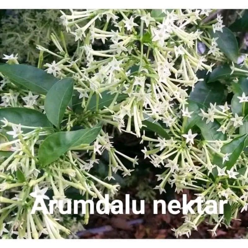 Jual bunga arum dalu tinggi -+50 bunga wangi Semerbak | Shopee Indonesia