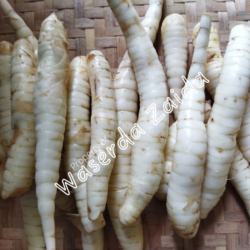Jual Umbi Garut 500 gr / Umbi Irut / Angkrik Untuk Maagh dan Asam Lambung Ubi Garut / Ubi Irut ...