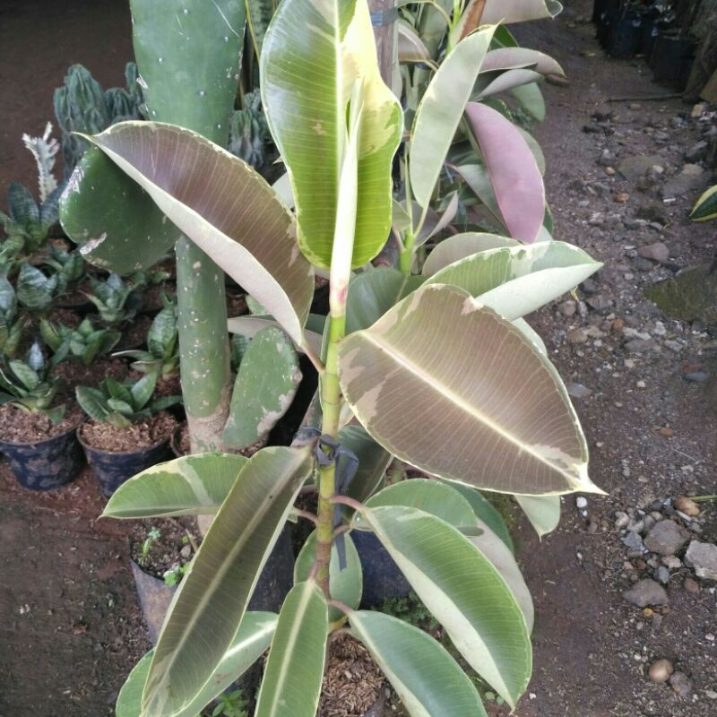 Jual Tanaman hias ficus elastica variegata - karet kebo varigata ...