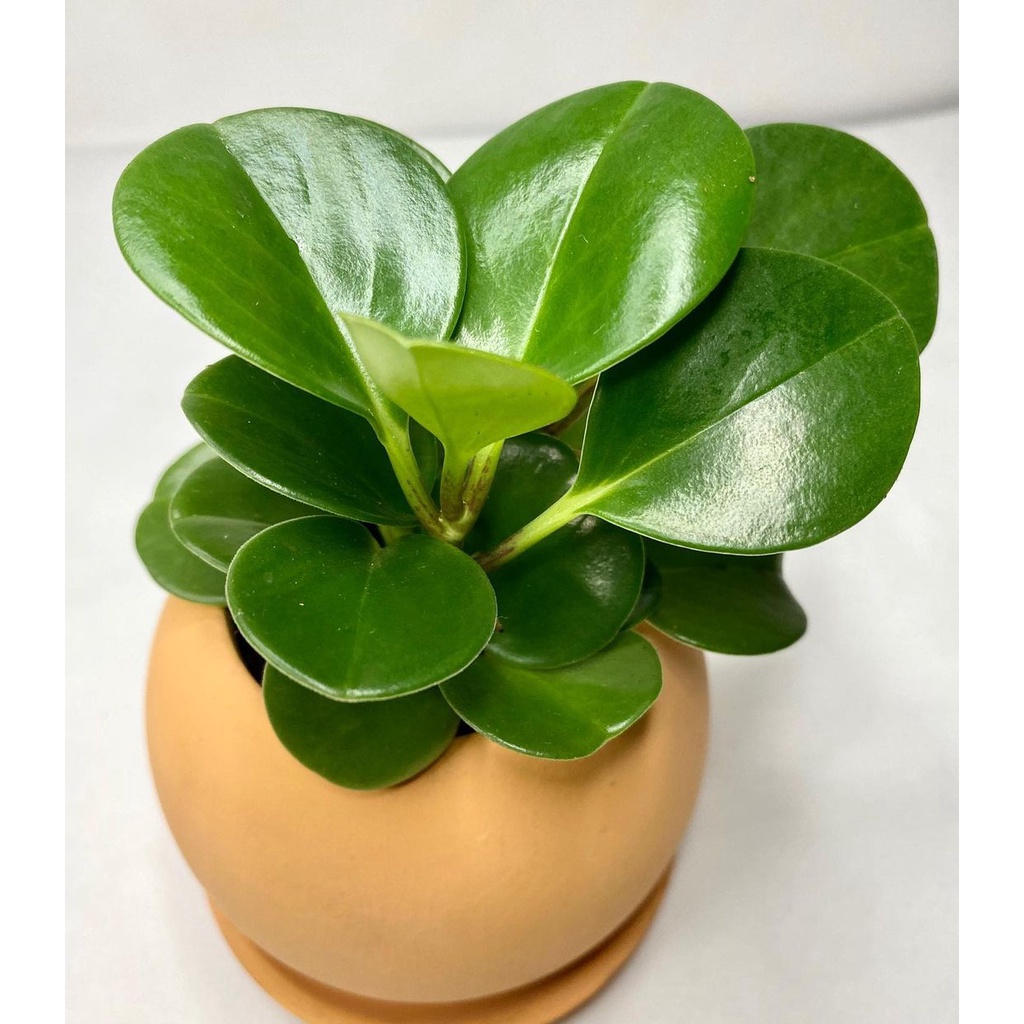 Jual Tanaman hias peperomia hijau - tanaman jade plant - tanaman teplan ...